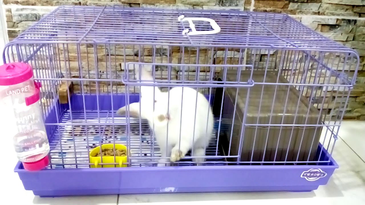 Rabbit escaping - YouTube
