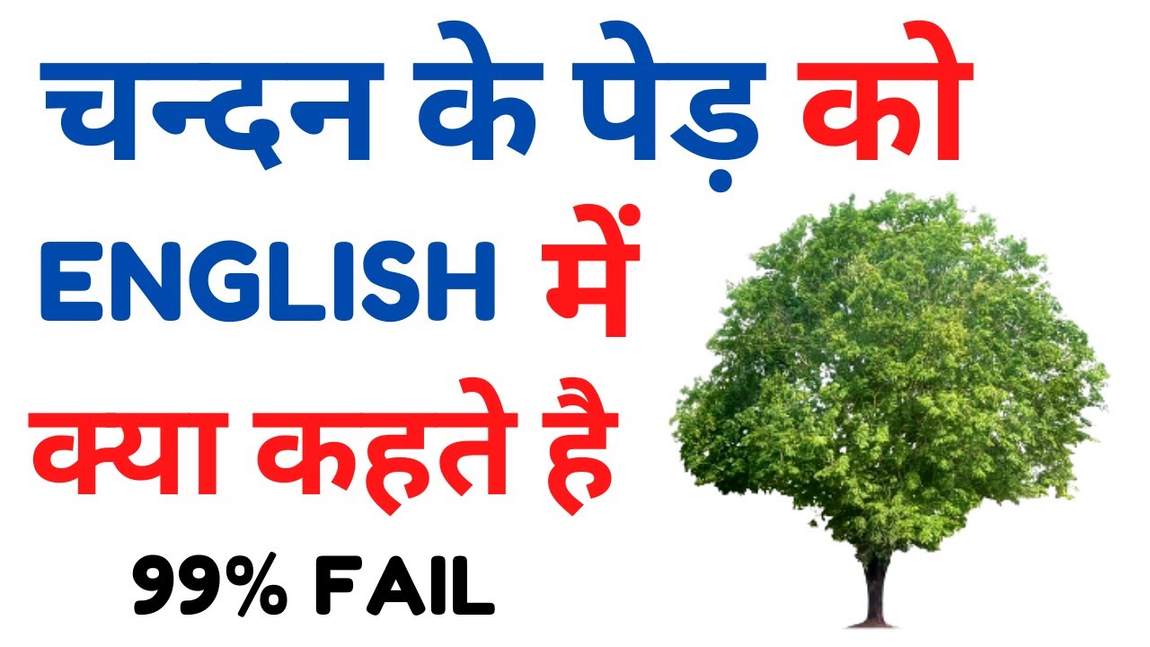 चन्दन के पेड़ को अंग्रेजी में क्या कहते है | what is chandan tree ...