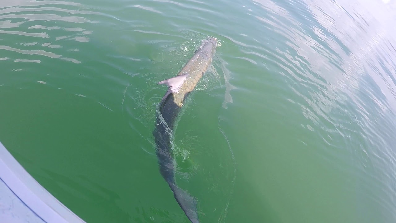 Huge tarpon - YouTube