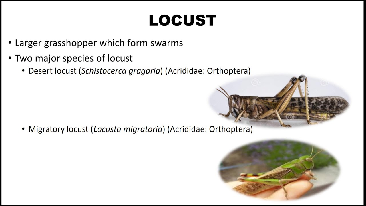 Locust Swarm in Agriculture Crops | Biology and Management | Agri Pest ...