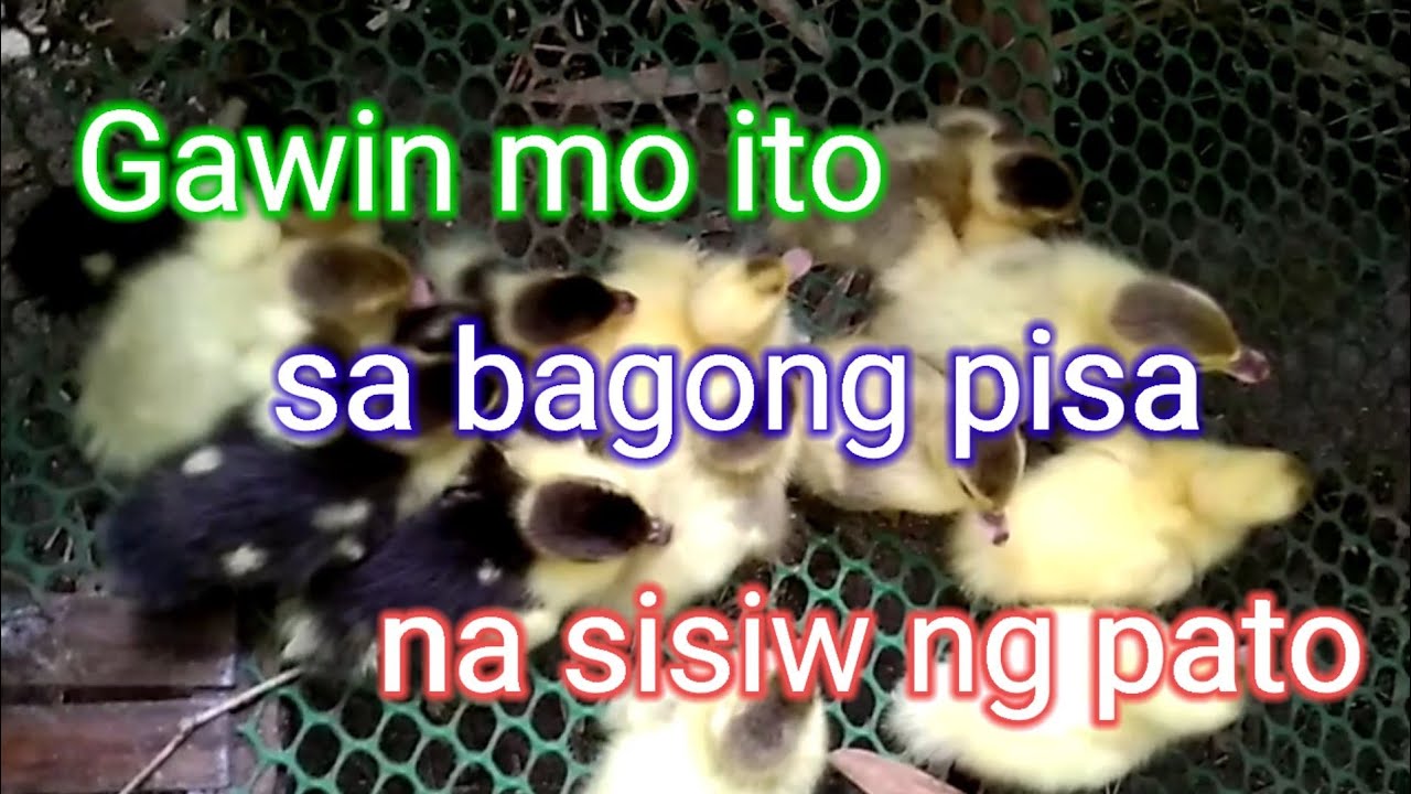 Gawin mo ito sa bagong pisa na sisiw ng pato | Mike Amajo - YouTube