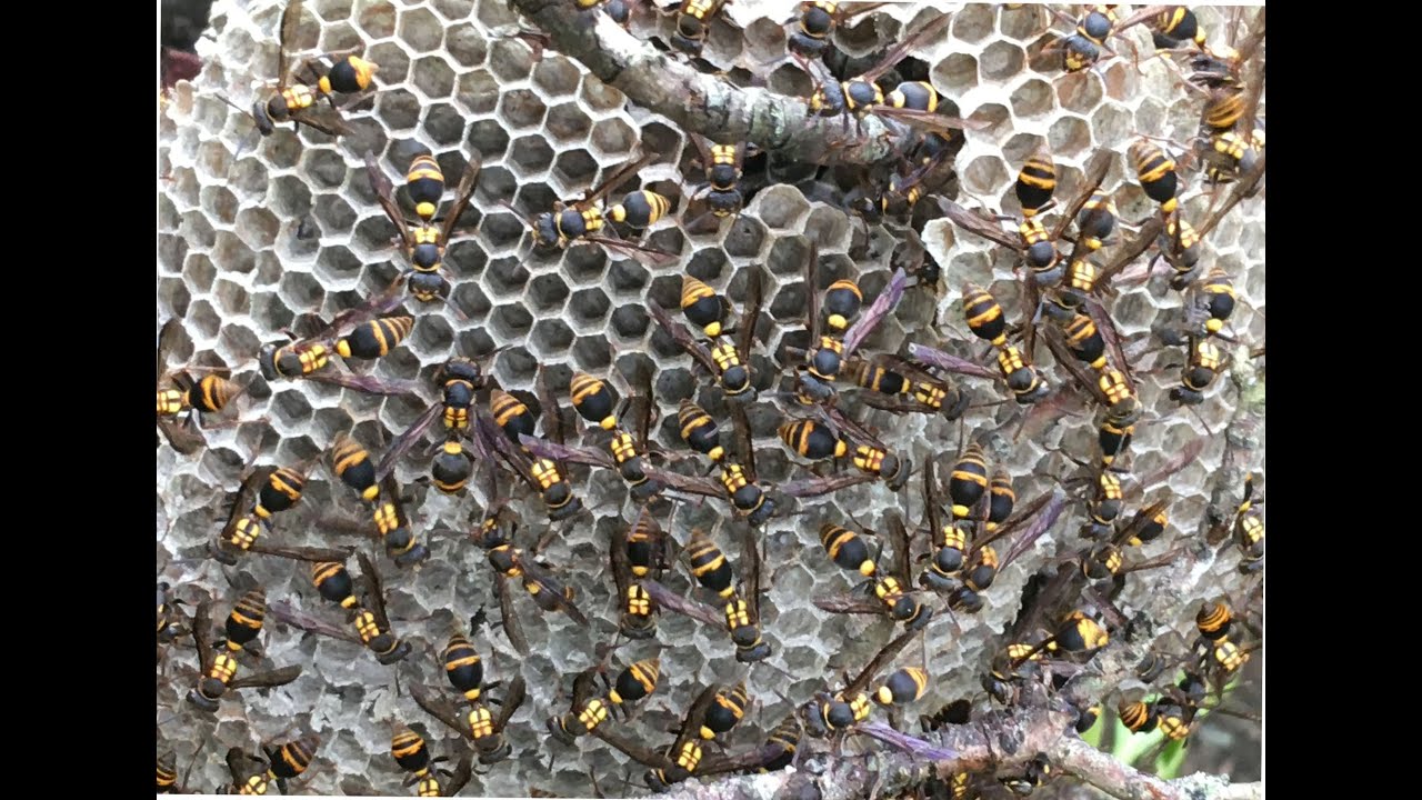 Catching tropical paper wasps - YouTube