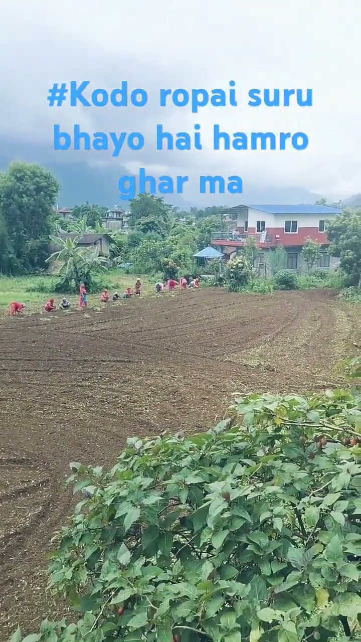 #kodo ropai - YouTube