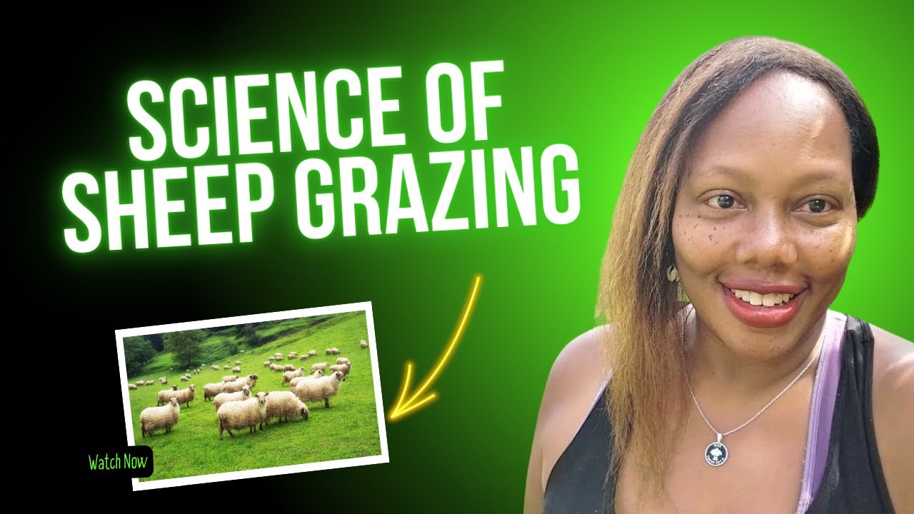 The Science of Sheep Grazing | Livestock | Sheep | Farming - YouTube