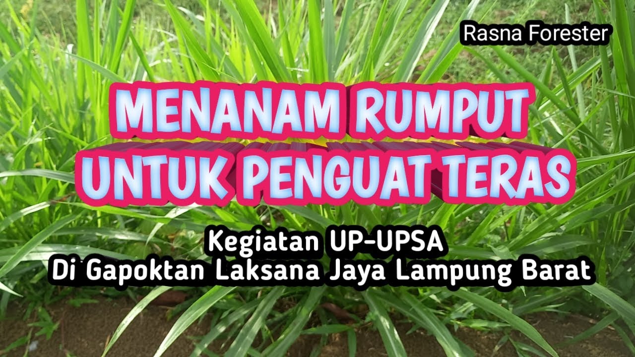 Menanam Rumput Untuk Penguat Teras - YouTube