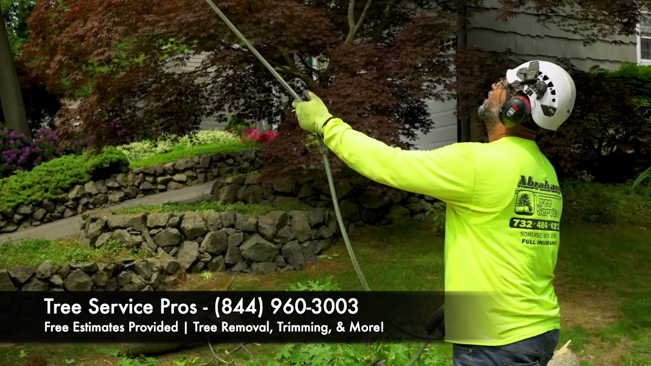 Tree Service Pros: Tree Removal, Tree Trimming, & More - YouTube