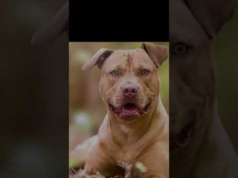Pitbull Weight Chart: Is Your Pup on Track? Growth Stages Guide ...