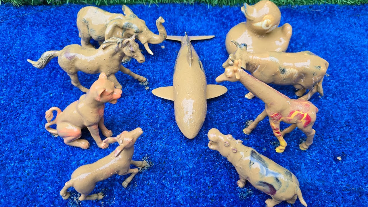 Ocean Orca & Curious Cubs: Adventures with Sea, Jungle and Zoo Animals ...