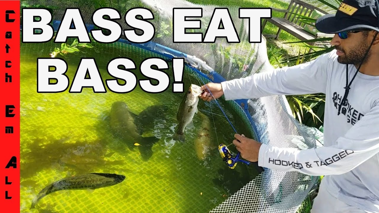BASS EAT BASS in my Pool Aquarium! FISHING CHANGES in SEWER! - YouTube