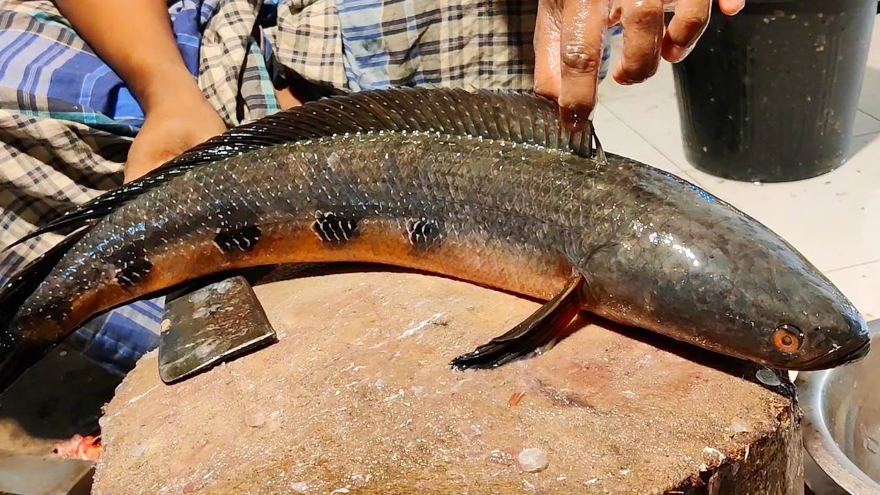 Amazing Giant Gojar Fish Cutting Skills In Bangladesh Fish Market ...