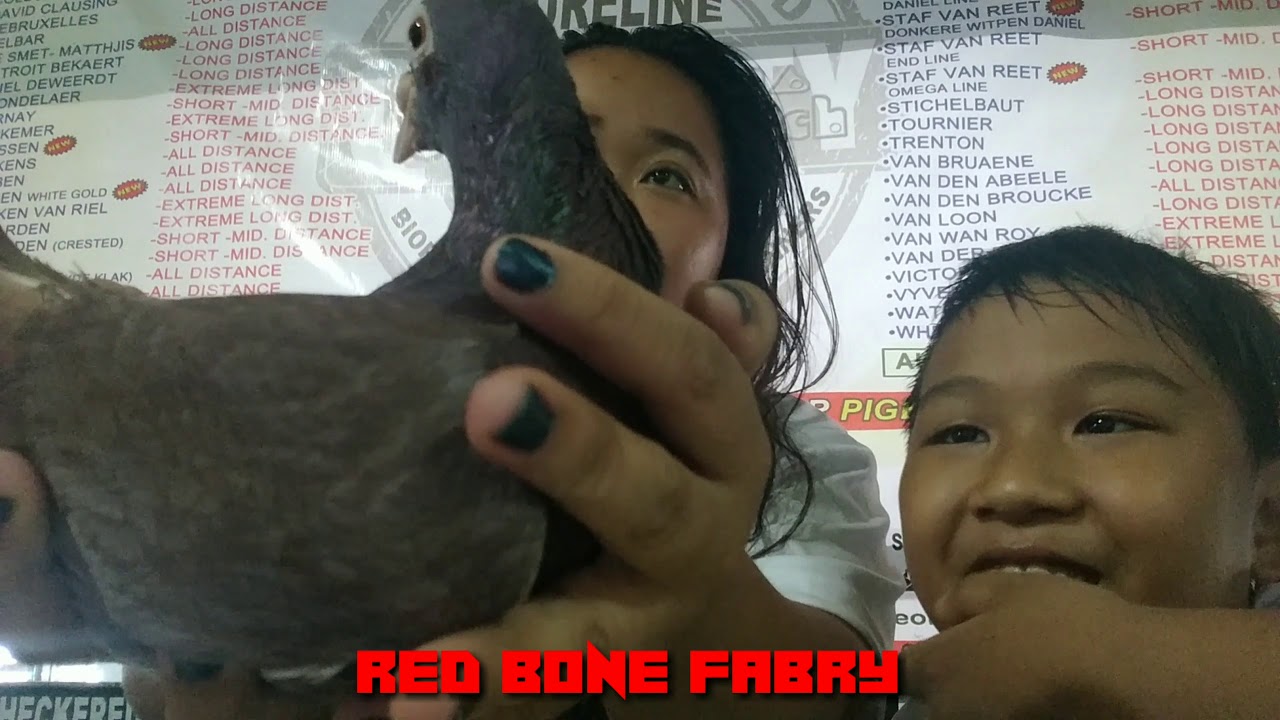 Bio pigeon bio research kalapati's description - YouTube