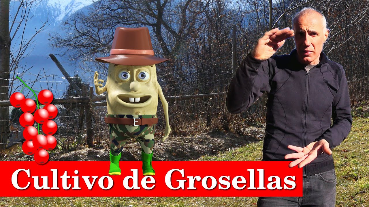 Cultivo de Grosellas: cómo hacer un sistema de costo Cero - YouTube