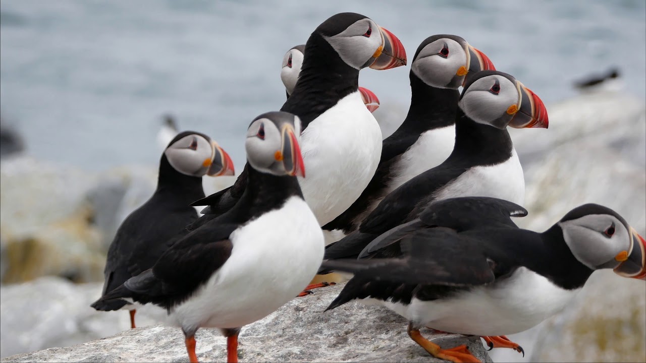 Bold Coast Puffins Tour: Maine to Machias Seal Island - YouTube