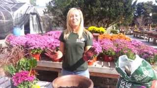 Planting Fall Containers with Garden Manager Jenny Rolo
