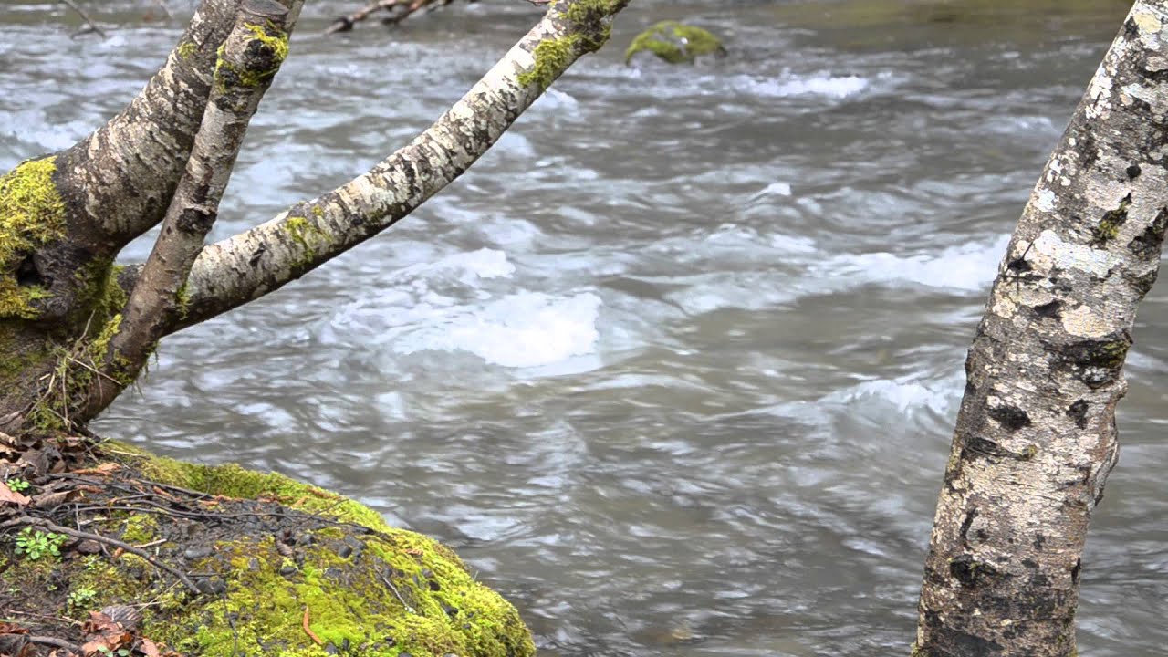 Tanner Creek feeding Henry Hagg Lake in Oregon - YouTube