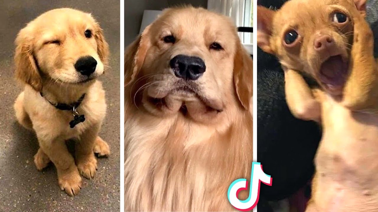 Most Viral DOGS on the Internet! 🐶 (Funniest Dogs Compilation) 🐶 - YouTube