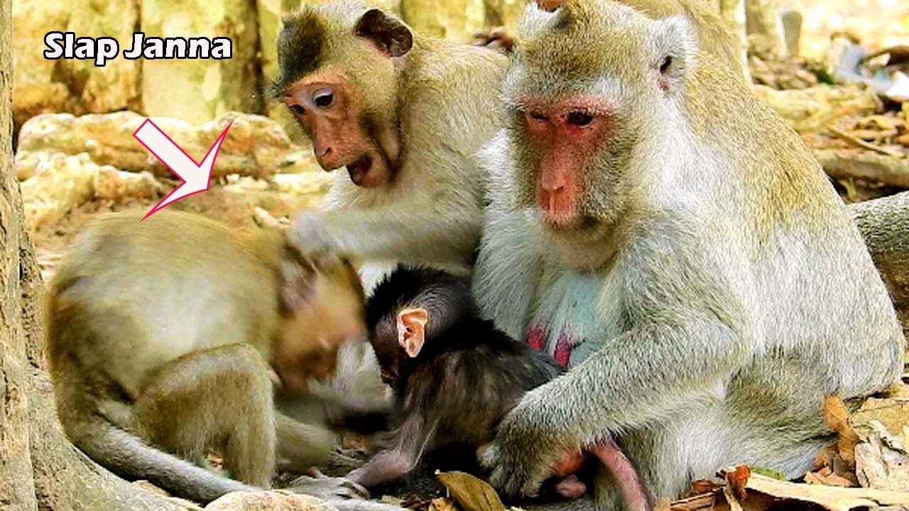 Great job ! little monkey Rey very kind slap leech Janna save new baby ...