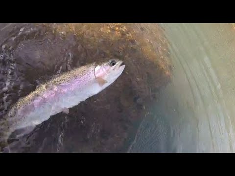 FISH4FUN: FISHING BENNETT SPRINGS IN HIGH WATER - YouTube
