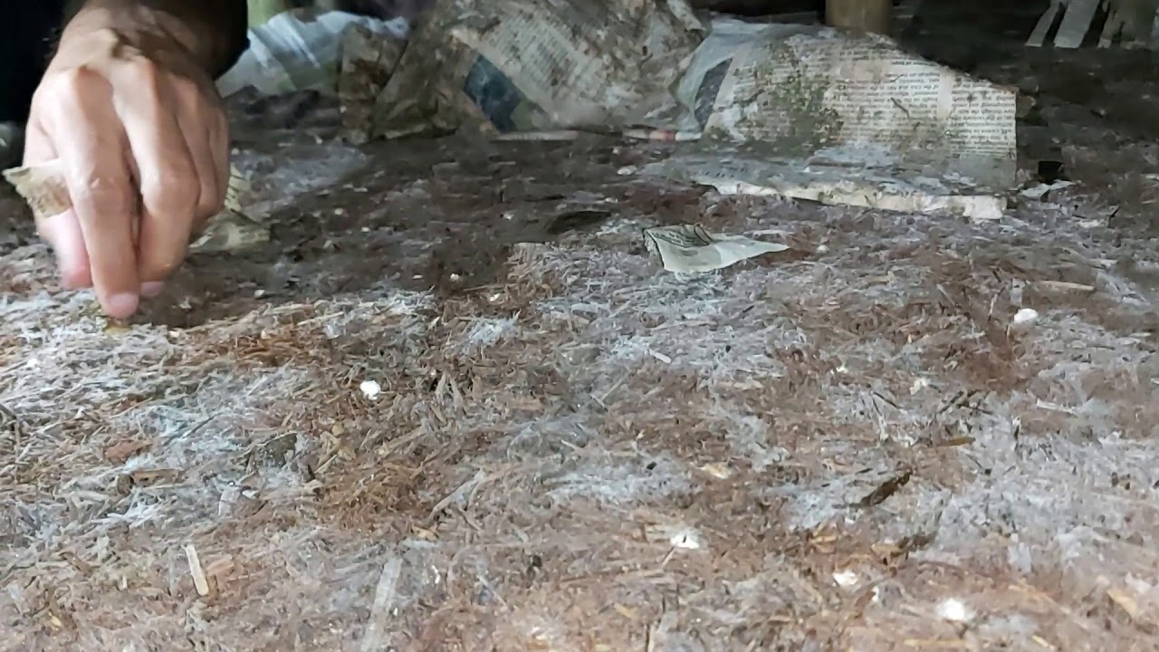 Button Mushroom - Casing - Part 5 - Removing news paper and mycelium ...