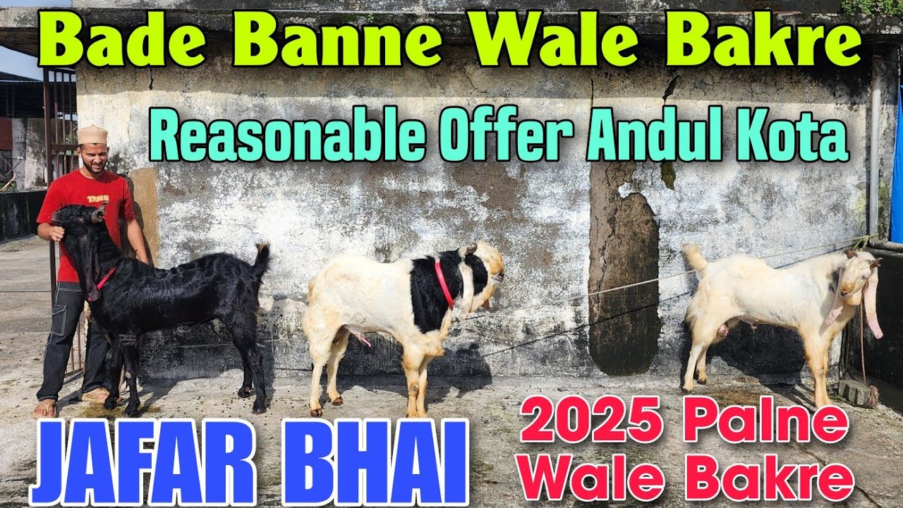 Bade Banne Wale Kota Bakre At JAFAR BHAI | Reasonable Offer Andul Goat ...