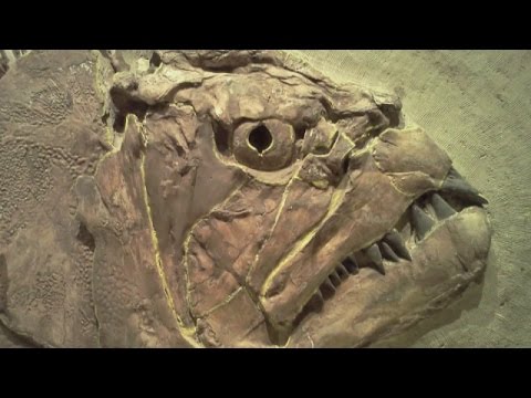 What Was The Monster Of Troy? | Today's Creation Moment - YouTube