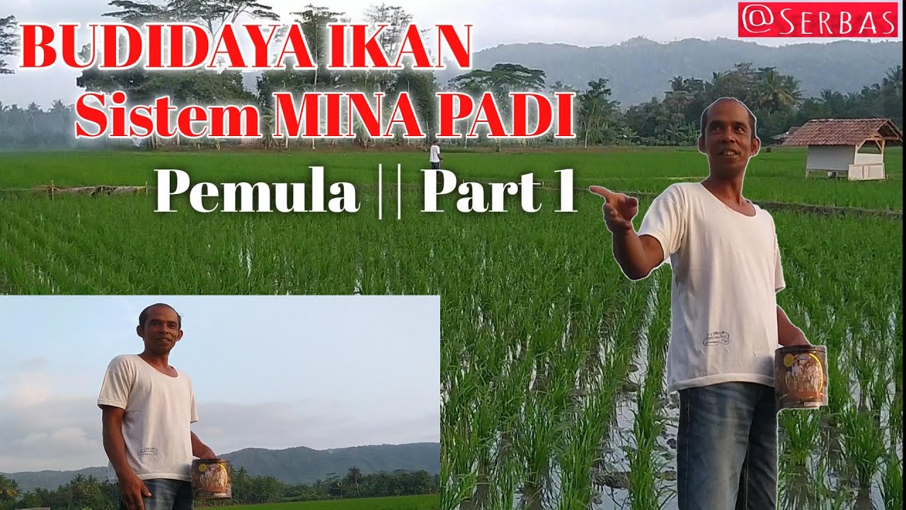 BUDIDAYA IKAN Sistem MINA PADI || Pemula || Part 1 - YouTube