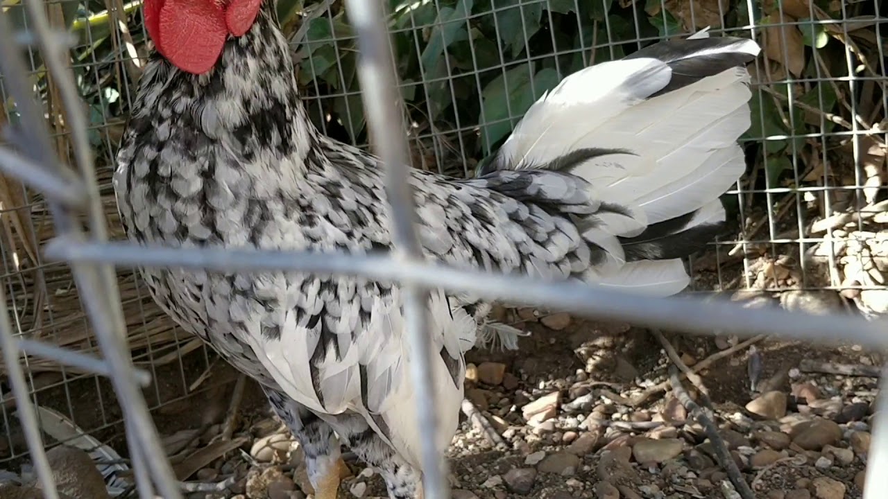 Gallo combatiente español gallino 100% - YouTube