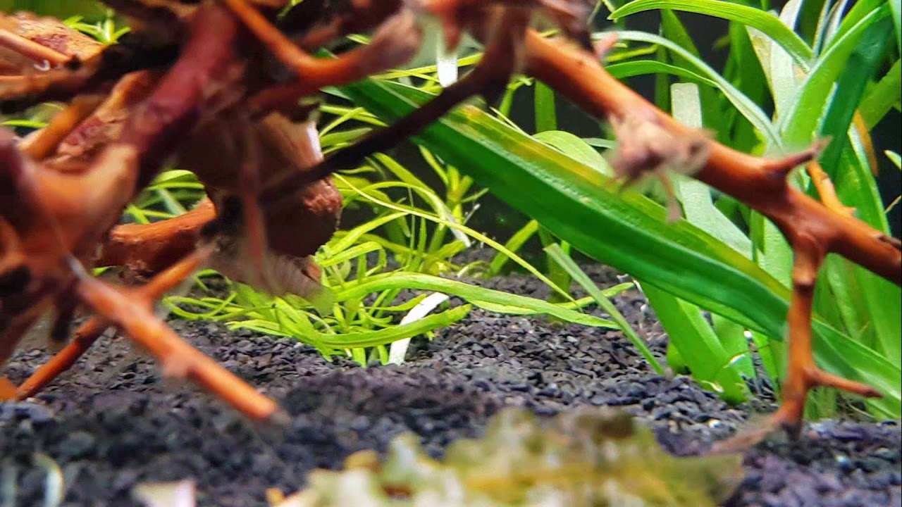 Dario sp 'myanmar' Black Tiger Dario - YouTube