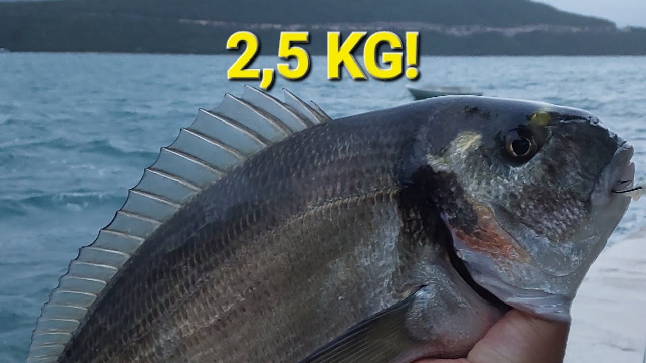 Ribolov sa obale - orada/komarca 2.5 kg na piletinu 2023.. - YouTube