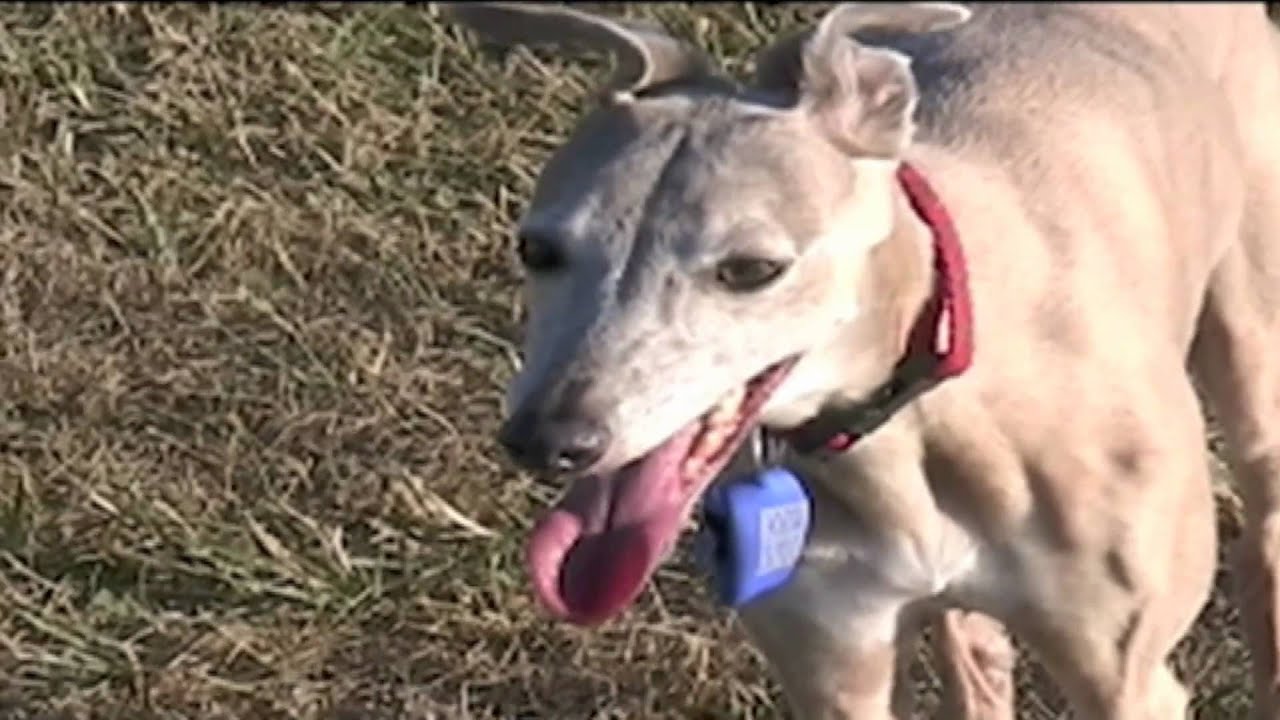 Whippet Lost Trailer - YouTube