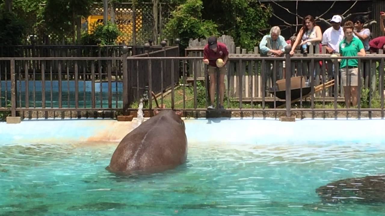 Feeding the Hippos at Memphis Zoo - YouTube