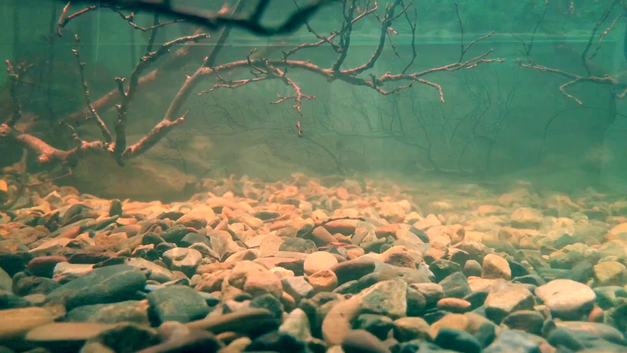Biotope Aquarium - Shallow stream - YouTube