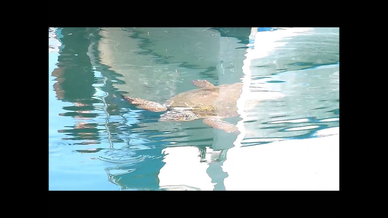 Loggerhead Sea Turtles at Argostoli, Kefalonia, Greece - August 2014 ...
