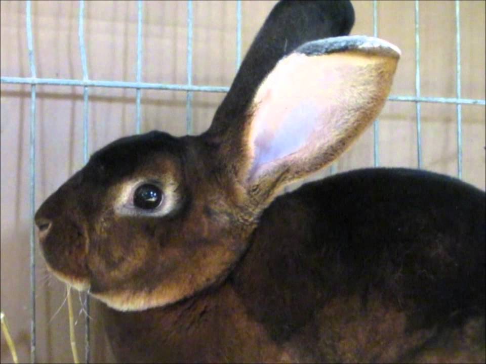 Castor Rex, Kleintierschau Kandern 2011 - YouTube