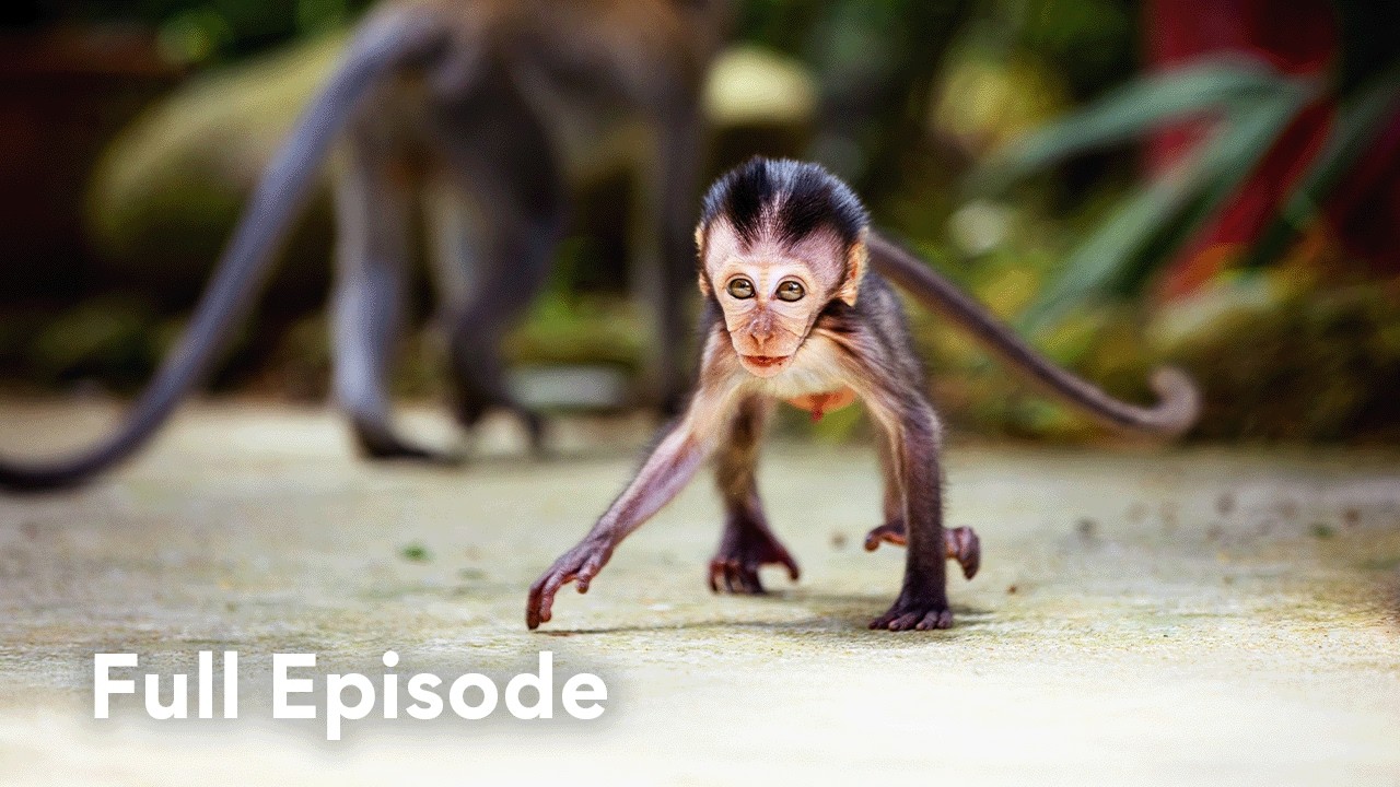 Monkey Brawl Caught on Camera | Macaque Island 103 - YouTube