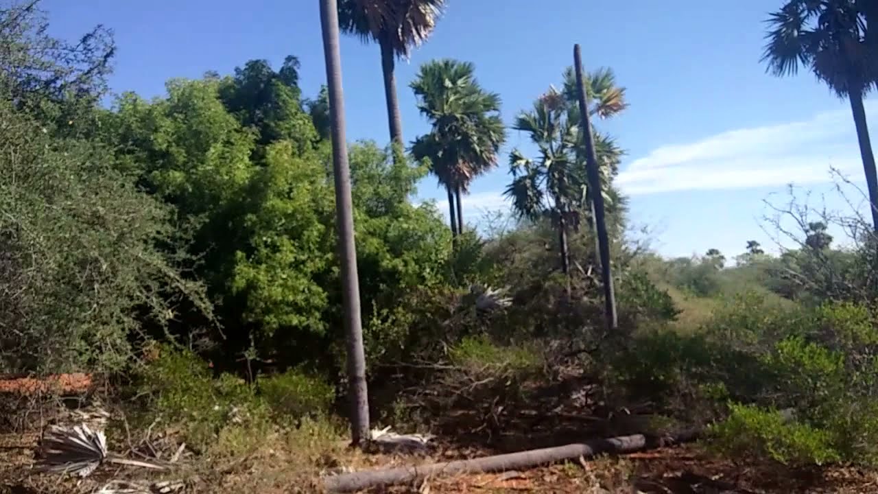 Theri Kaadu, Tirunelveli – Red Desert of Tamil Nadu - YouTube