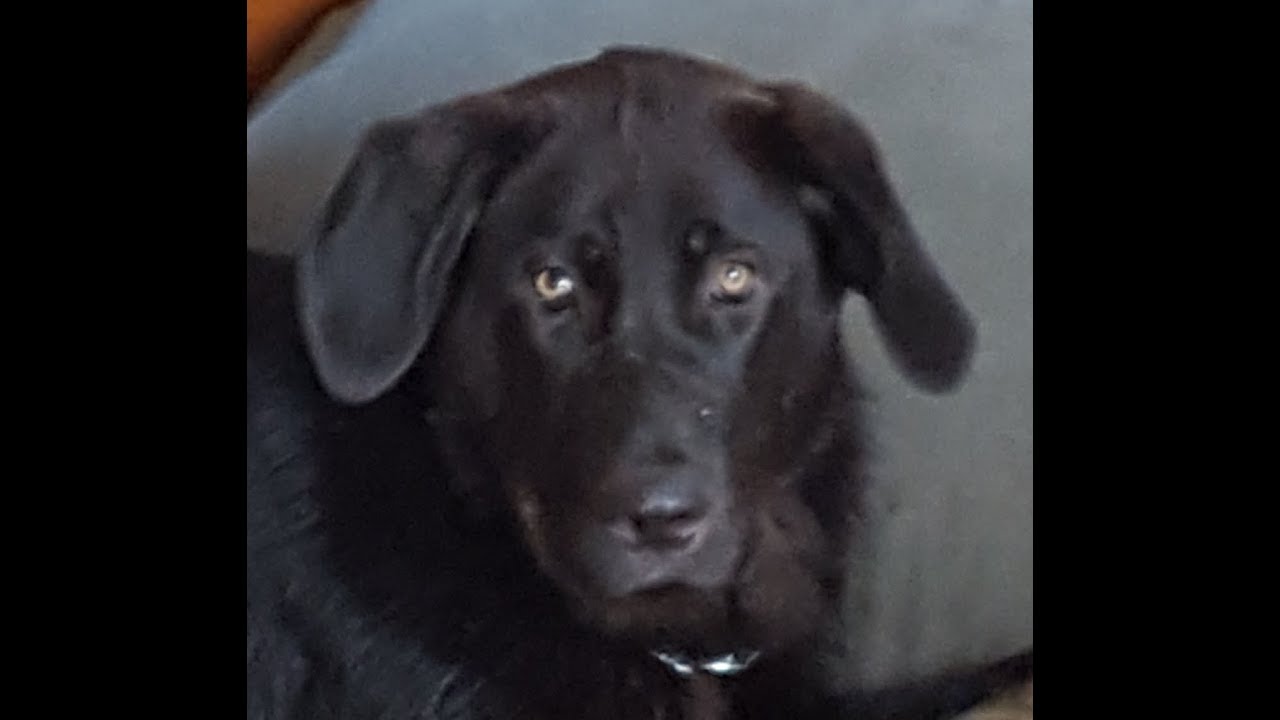 Hond zoekt mand: Voor Sella, Mix Mastin 10 mnd, www.sos-strays.nl - YouTube