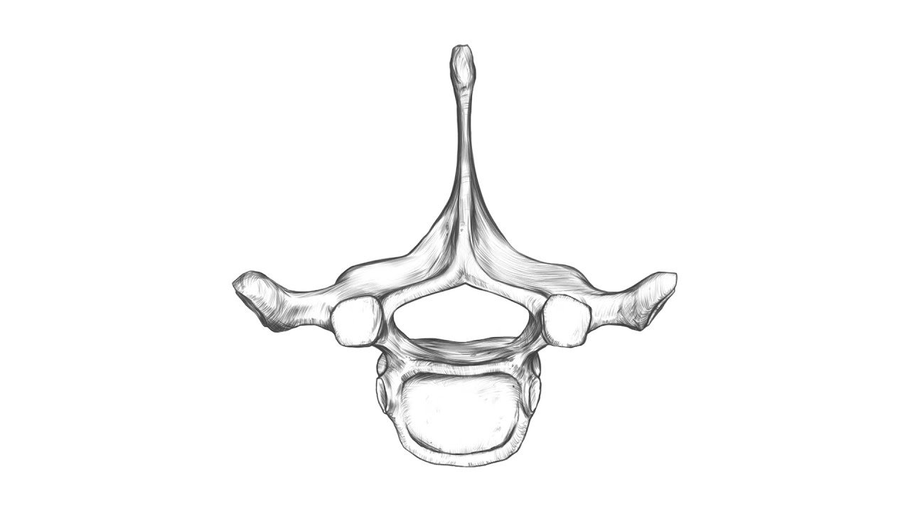 Details 77 Vertebrae Sketch Best In eteachers details-77-vertebrae-sketch-best-in-eteachers