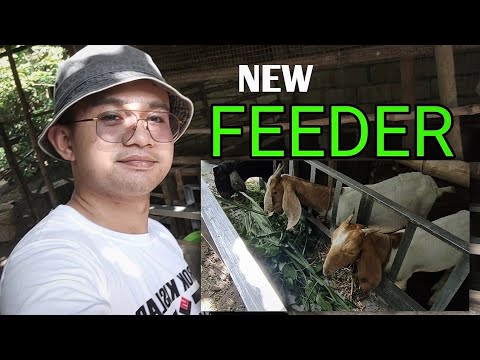 New goat feeder plus preparing Napier Silage | Sulit ang D.I.Y. Forage ...