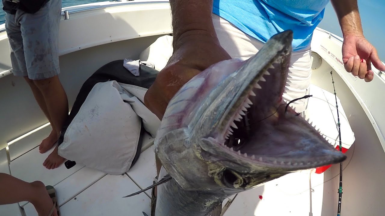 Staying on the Kingfish Bite - YouTube