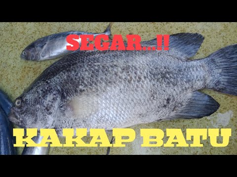 SKILL BERSIHKAN IKAN BESAR KAKAP BATU - YouTube
