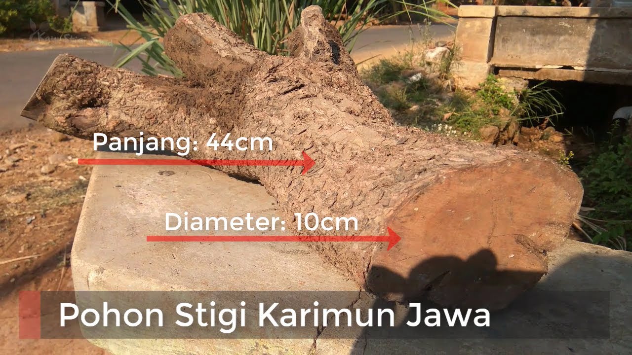 Pohon Stigi Karimun Jawa - YouTube