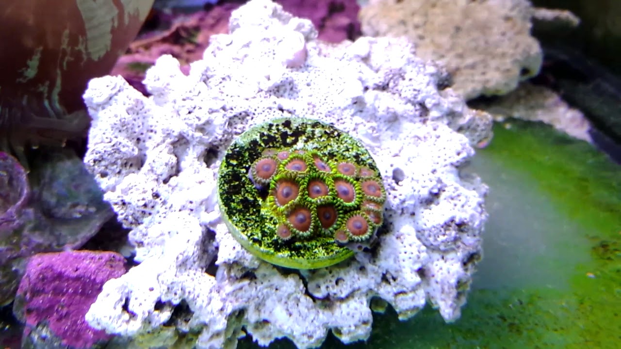 Reef tank testing camera - YouTube