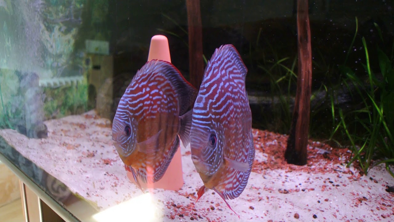 Piwowarski Discus Curilenquer - YouTube