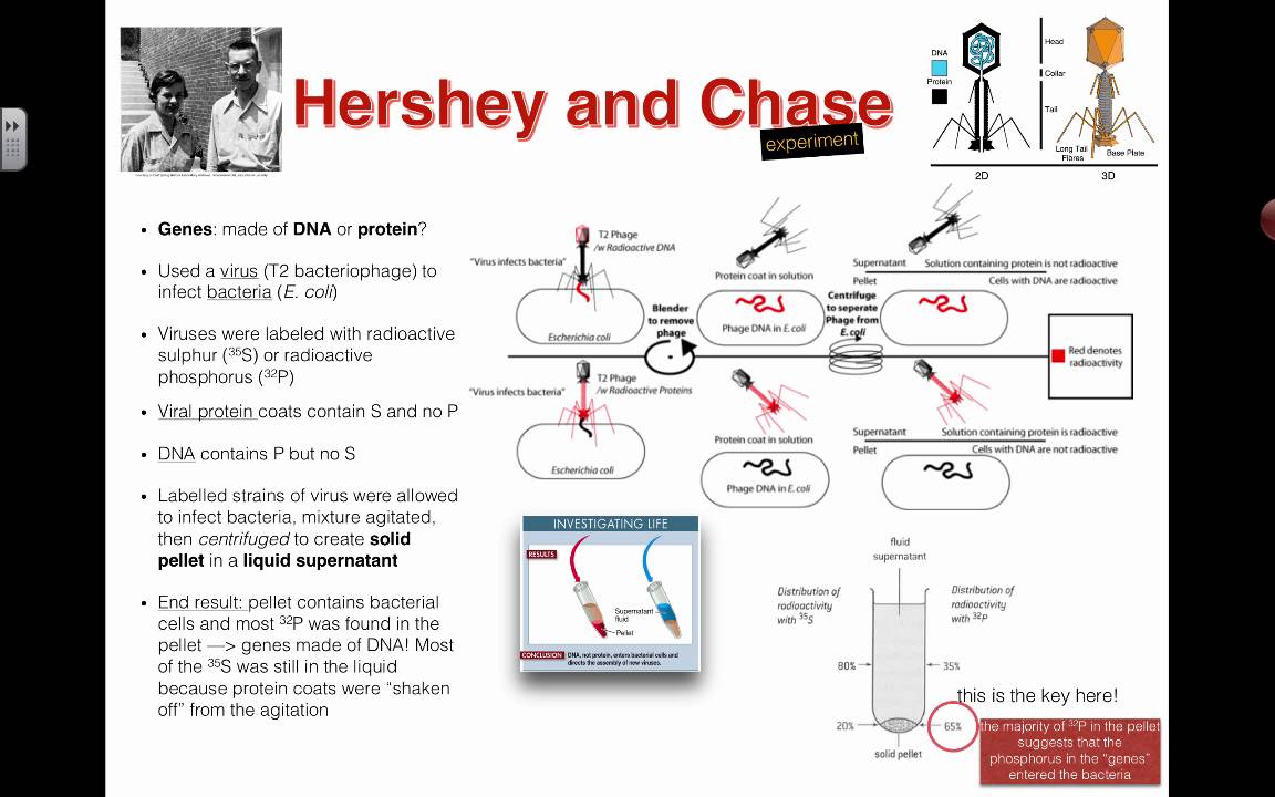 Hershey And Chase Experiment 2016 IB Biology YouTube hershey-and-chase-experiment-2016-ib-biology-youtube