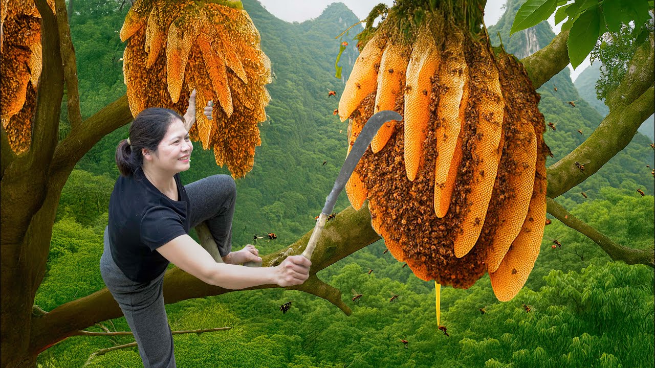 Brave Girl Harvests Beehives WITHOUT Protective Gear | How To Cook Bee ...