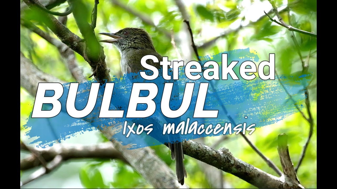 Streaked Bulbul in Sabah Borneo - YouTube