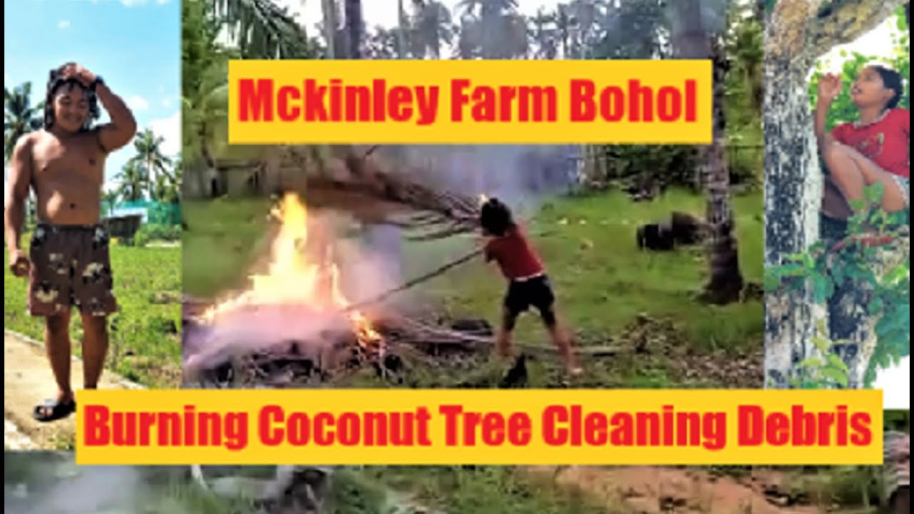 Burning Coconut Tree Cleaning Debris - YouTube