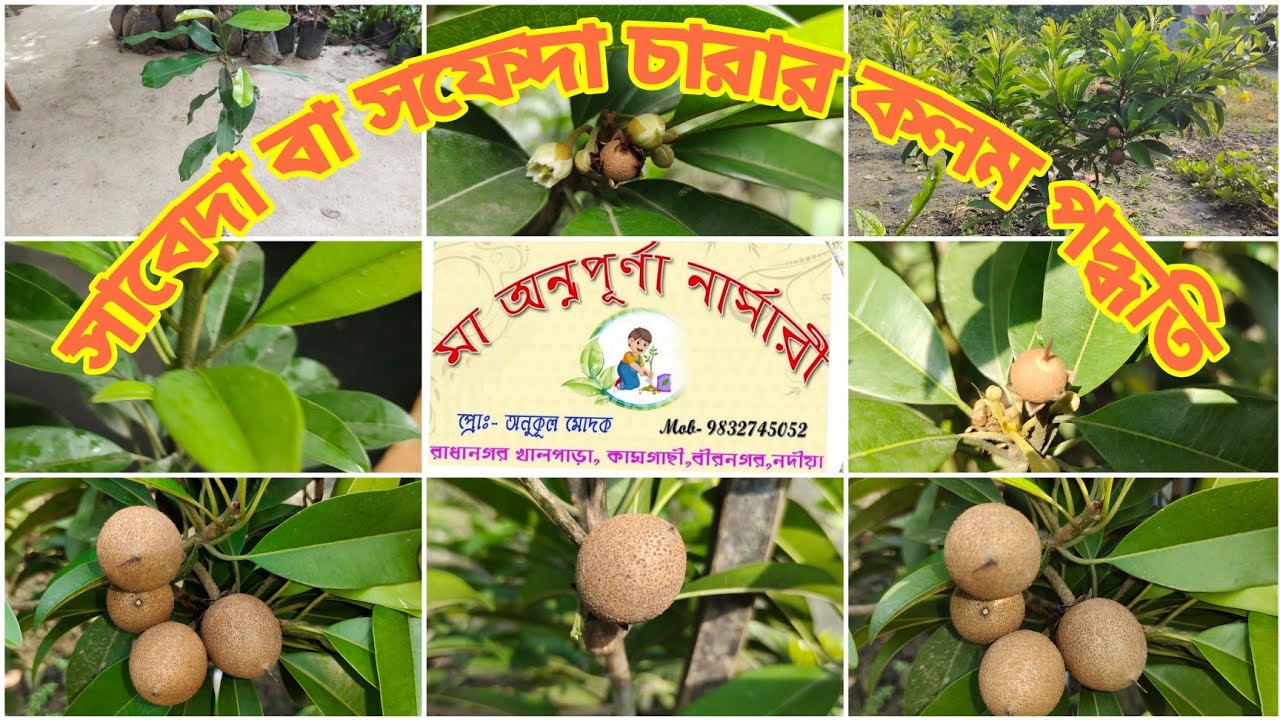 Grafting Process of Sabeda Plant|How to graft Sapota(Chikoo)/Sapodilla ...