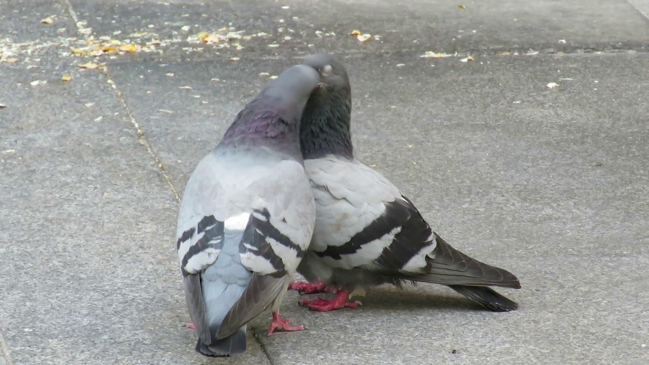 Stadsduiven maken elkaar het hof MVI 0983 - YouTube